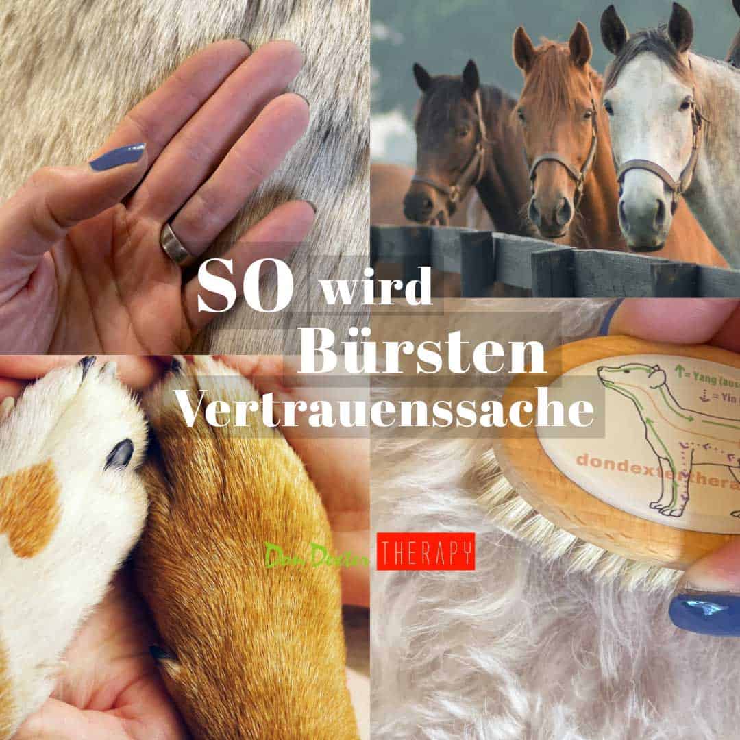 So wird Bürsten Vertrauenssache I Pferd ist putz-sensibel